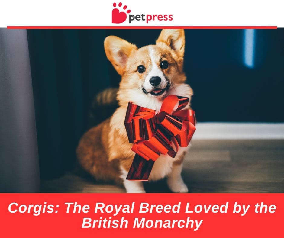 Corgis: The Royal Breed Loved by the British Monarchy - PetPress