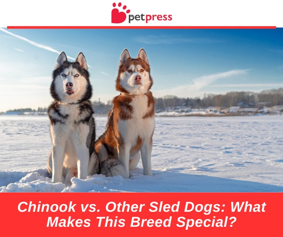 Bait Dog Myth: Unveiling the Facts and Dispelling Misconceptions - PetPress