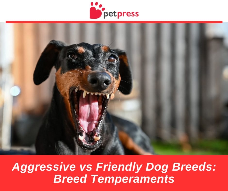 Aggressive vs Friendly Dog Breeds: Breed Temperaments - PetPress