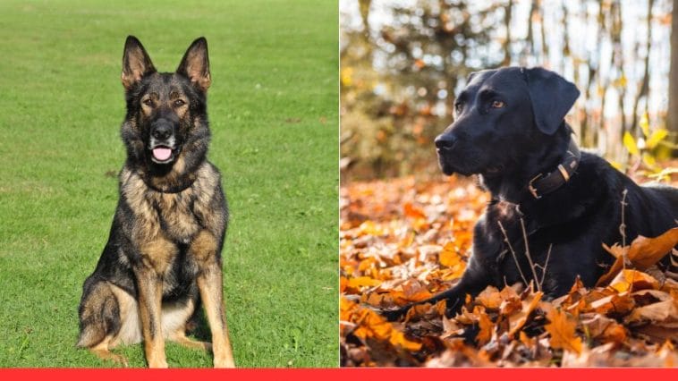 What Is a Bait Dog? Understanding the Cruel Practice