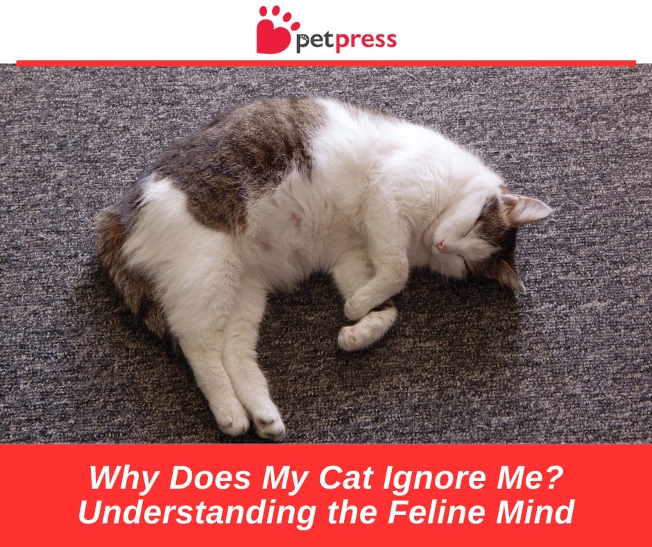 Why Does My Cat Ignore Me? Understanding the Feline Mind - PetPress