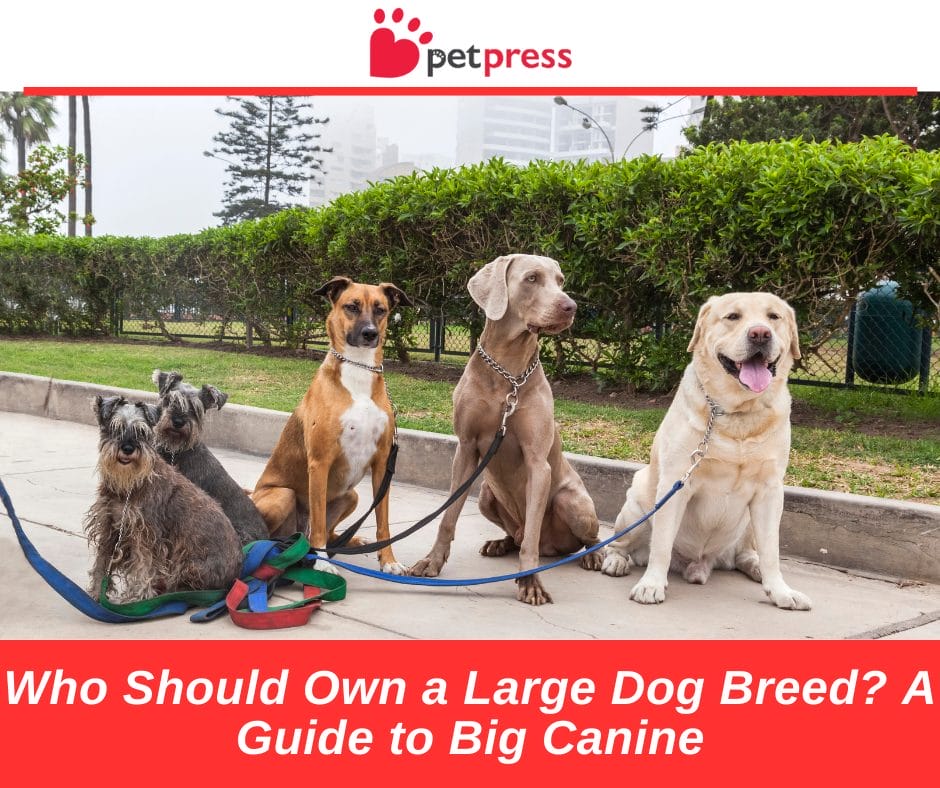 Who Should Own a Large Dog Breed? A Guide to Big Canine - PetPress