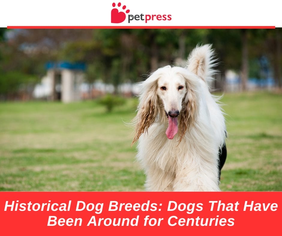 Historical Dog Breeds: Dogs That Have Been Around for Centuries - PetPress