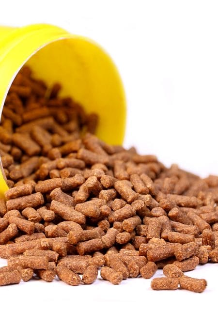 Types of Fish Food for Every Breed: What to Feed Your Fish - PetPress