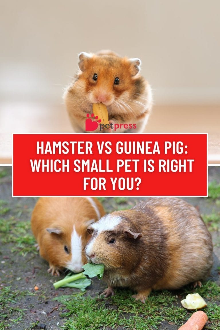 Hamster vs Guinea Pig: Which Small Pet Is Right for You? - PetPress