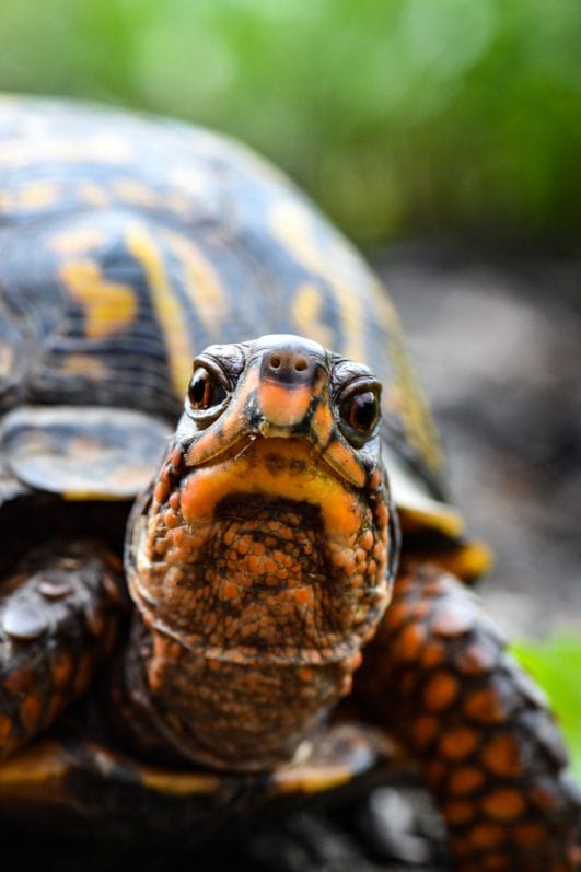 Understanding Turtle Behavior: Do Turtles Like Being Handled? - PetPress