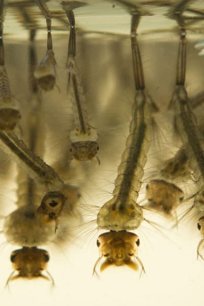 Types of Fish Food for Every Breed: What to Feed Your Fish - PetPress