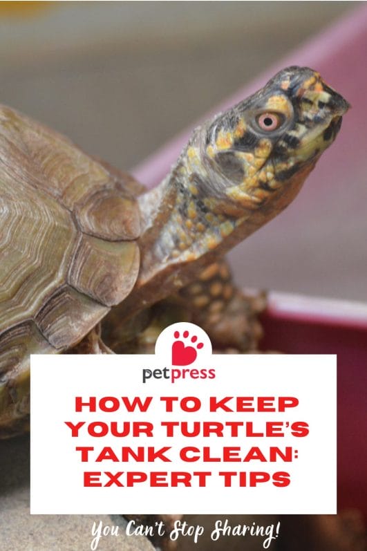 How to Keep Your Turtle’s Tank Clean: Expert Tips - PetPress