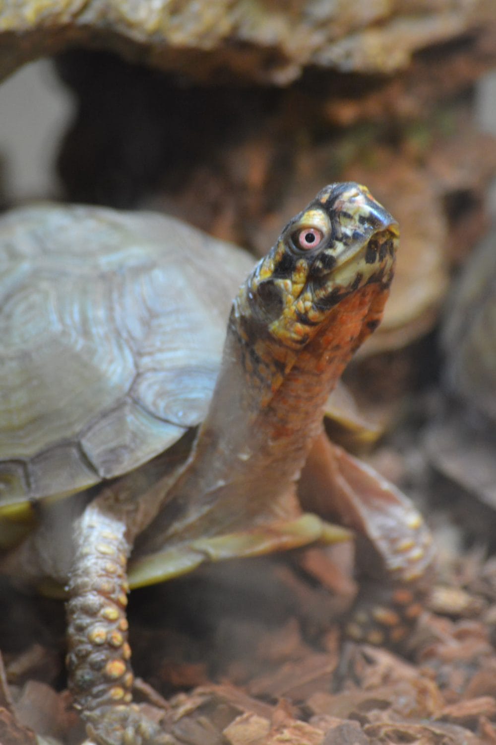 How to Keep Your Turtle’s Tank Clean: Expert Tips - PetPress