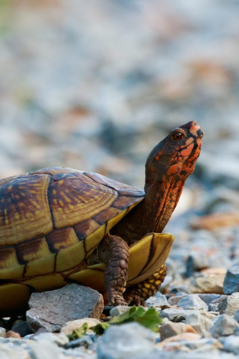 Understanding Turtle Behavior: Do Turtles Like Being Handled? - PetPress