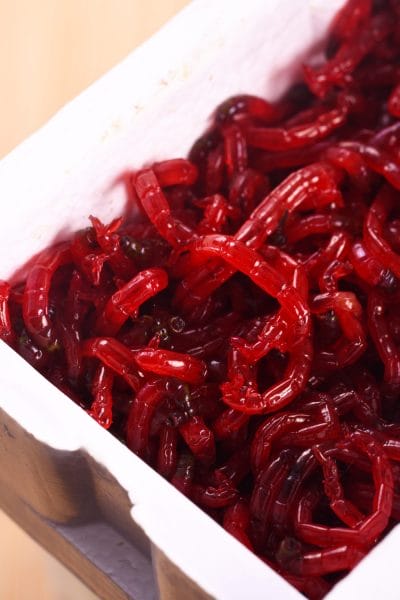 Types of Fish Food for Every Breed: What to Feed Your Fish - PetPress