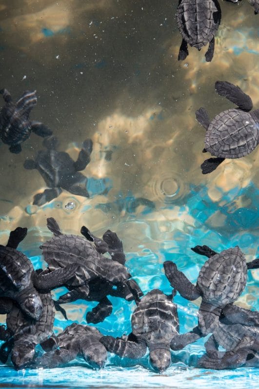 How to Keep Your Turtle’s Tank Clean: Expert Tips - PetPress