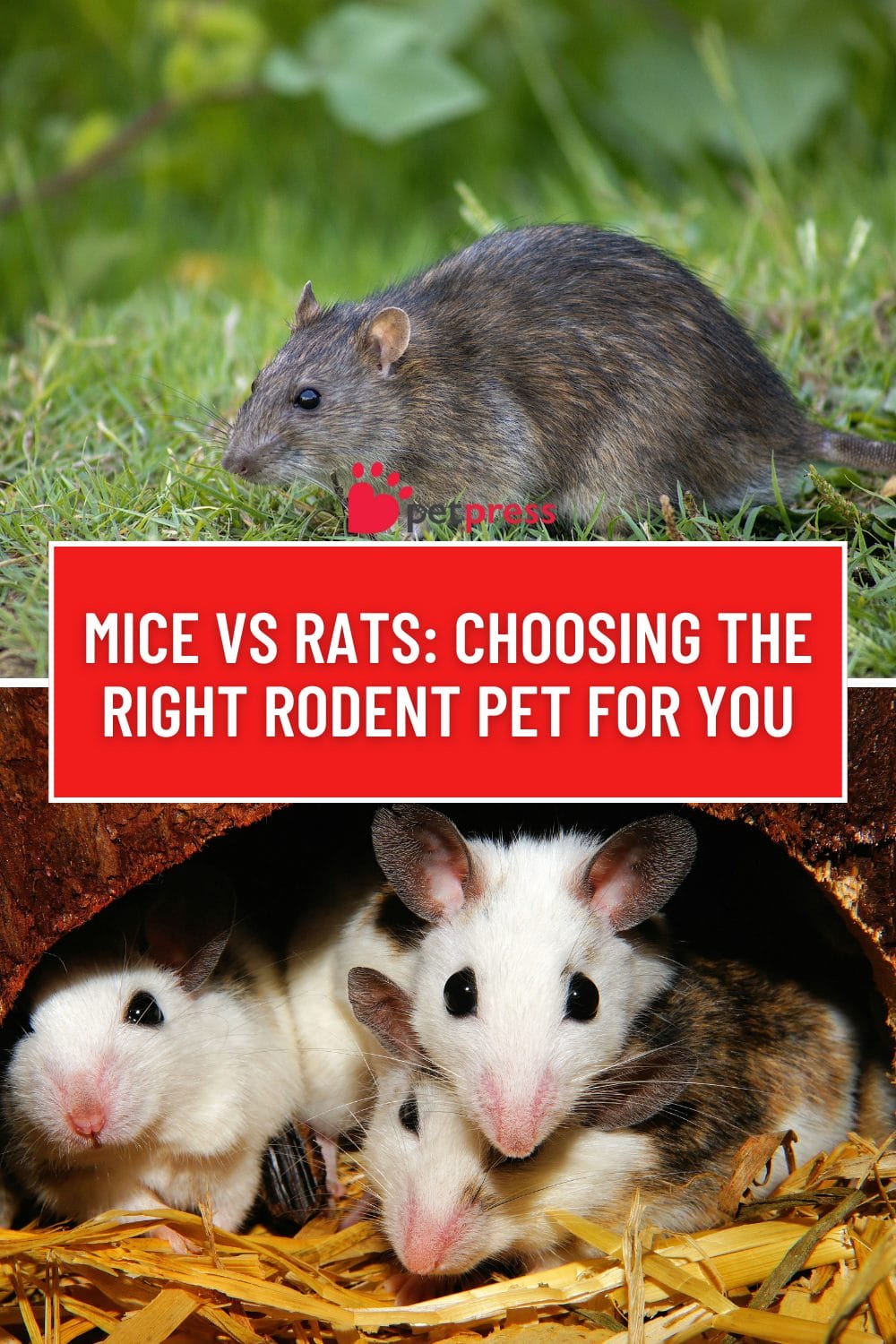 Mice vs Rats: Choosing the Right Rodent Pet for You - PetPress