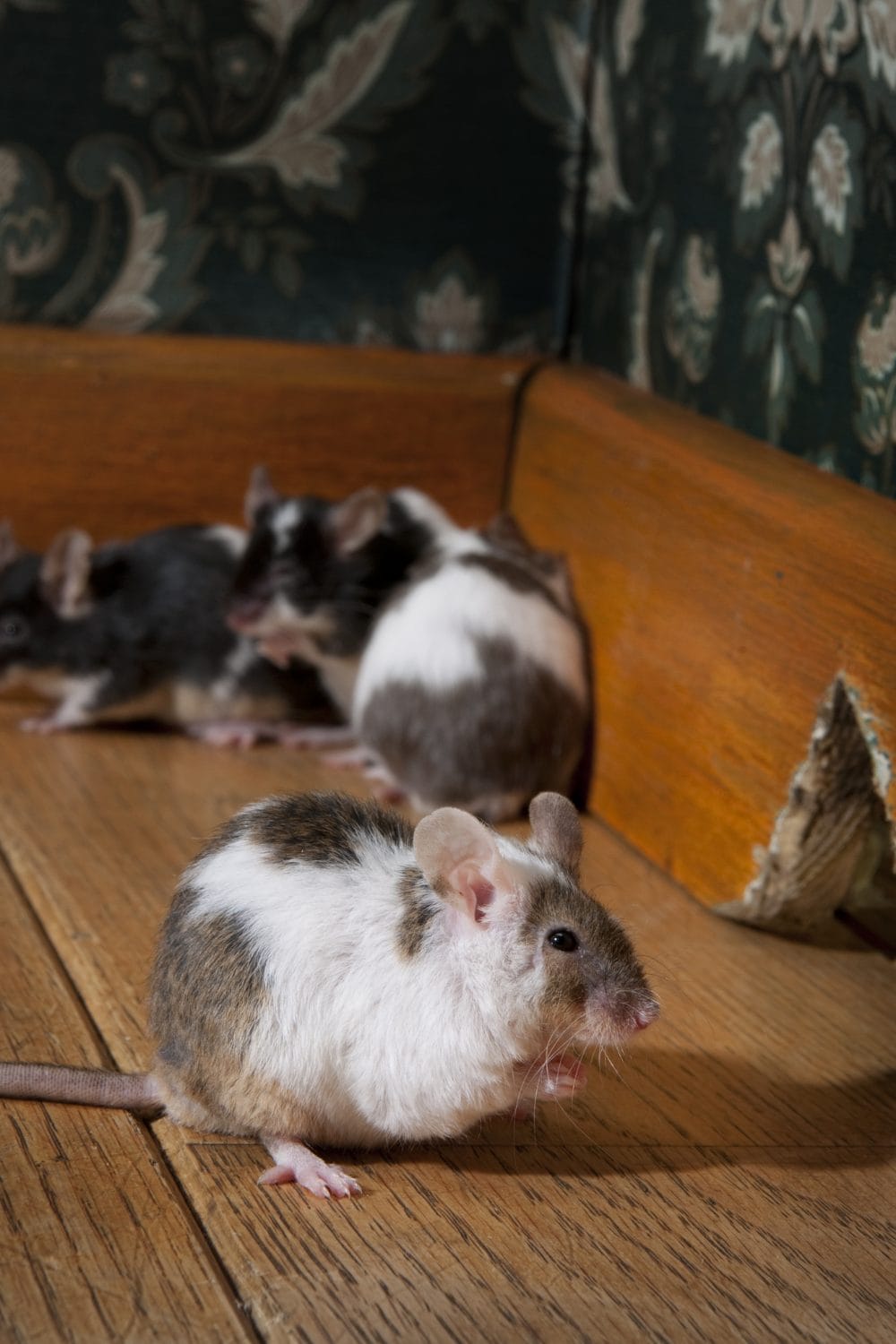 Mice vs Rats: Choosing the Right Rodent Pet for You - PetPress