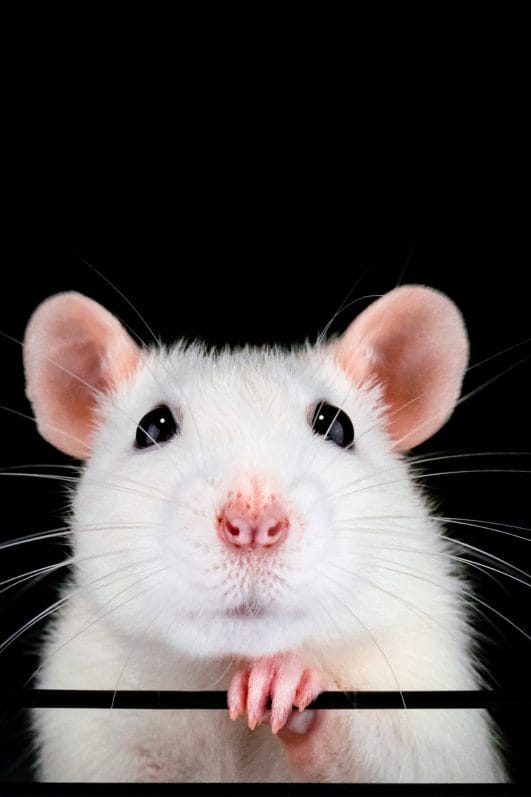 Mice vs Rats: Choosing the Right Rodent Pet for You - PetPress