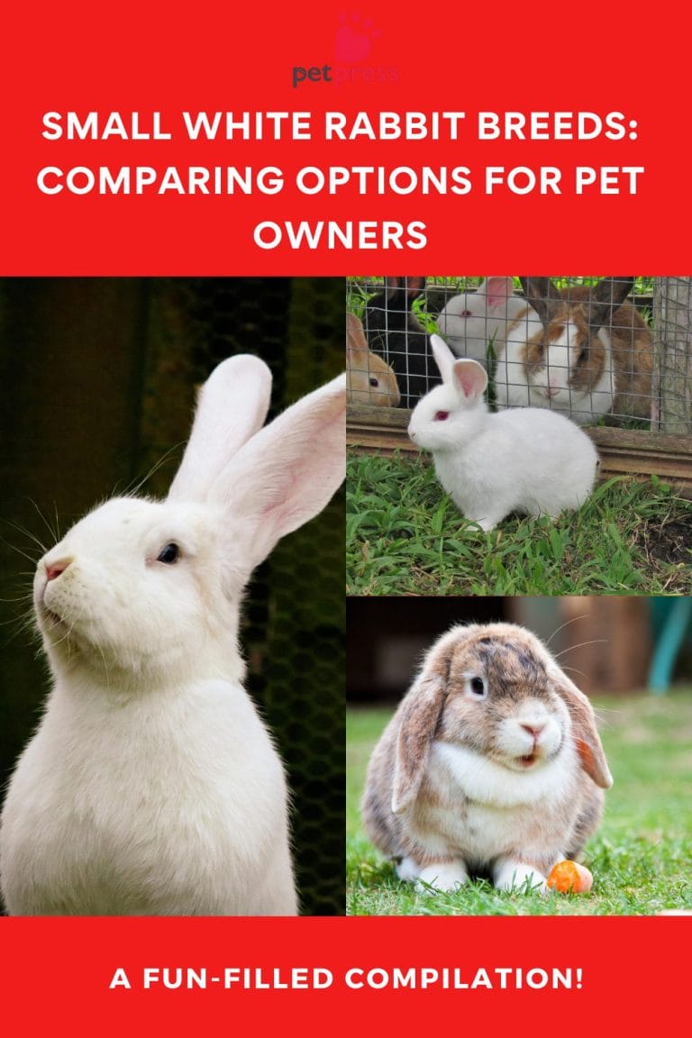 Small White Rabbit Breeds: Comparing Options for Pet Owners - PetPress