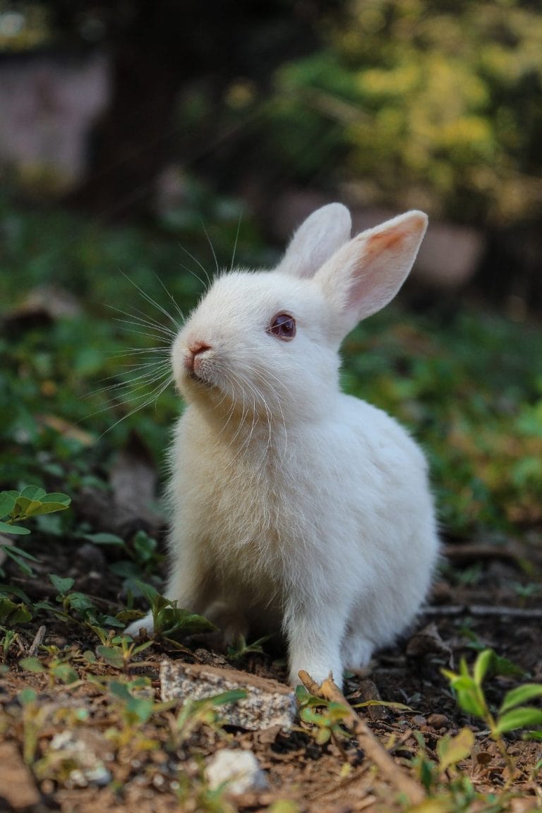 Small White Rabbit Breeds: Comparing Options for Pet Owners - PetPress