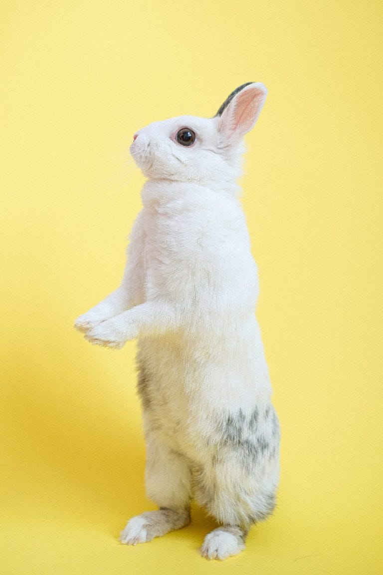 Small White Rabbit Breeds: Comparing Options for Pet Owners - PetPress