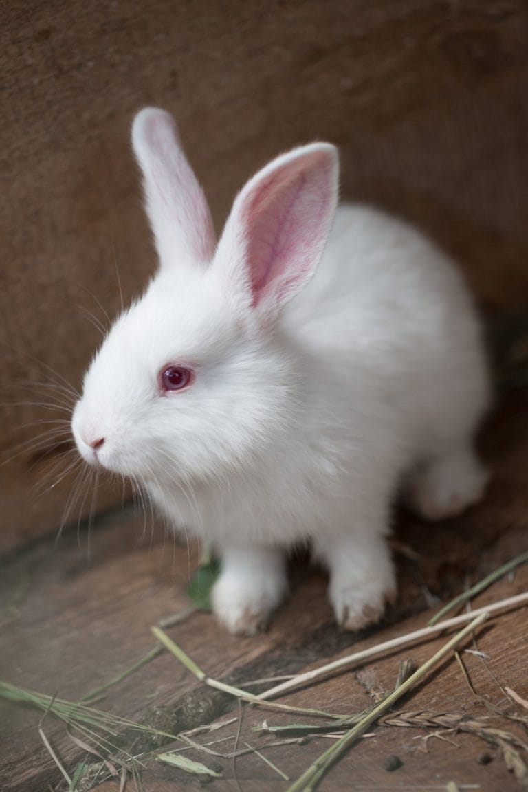 Small White Rabbit Breeds: Comparing Options for Pet Owners - PetPress