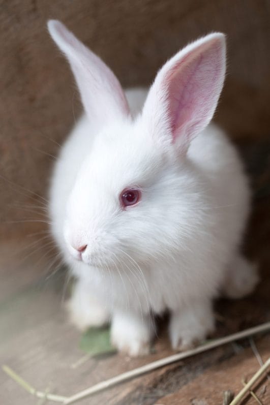 Small White Rabbit Breeds: Comparing Options for Pet Owners - PetPress