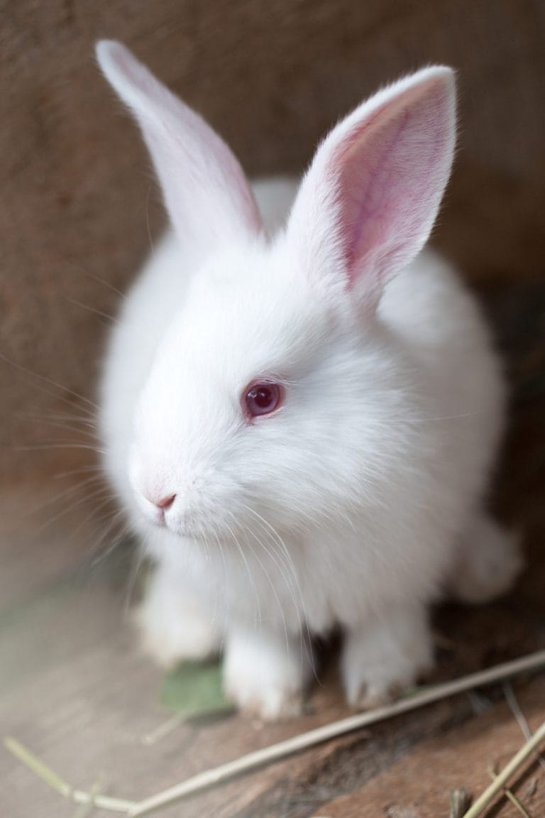 Small White Rabbit Breeds: Comparing Options for Pet Owners - PetPress