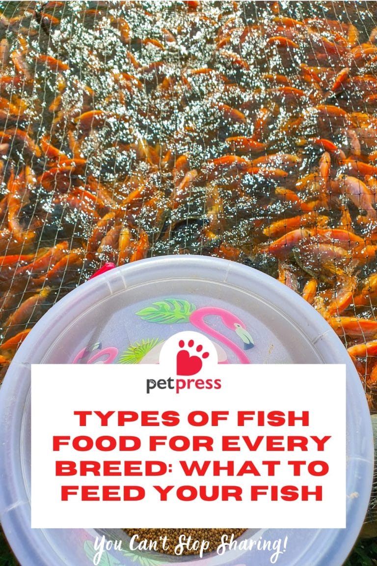 Types of Fish Food for Every Breed: What to Feed Your Fish - PetPress