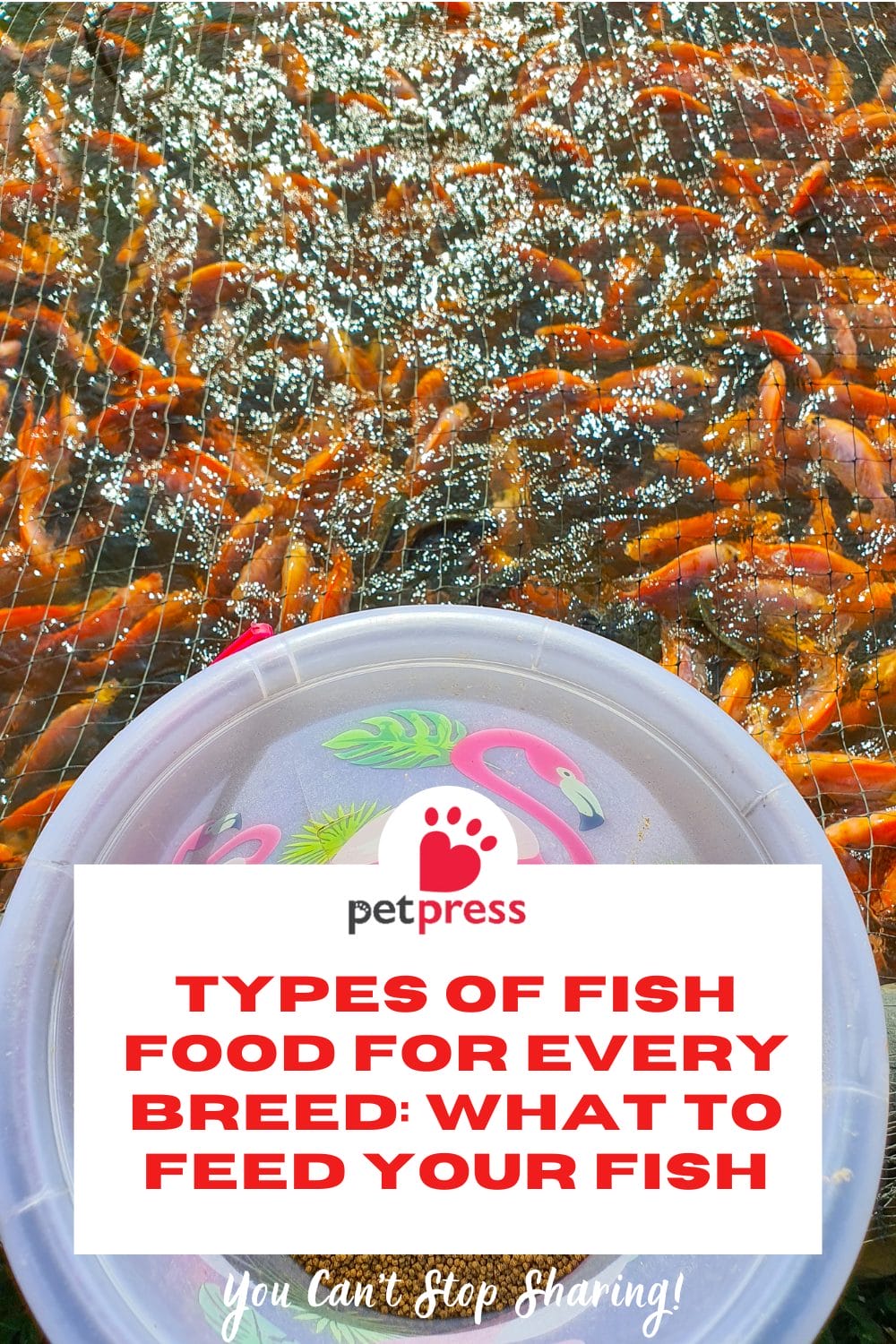 Types of Fish Food for Every Breed: What to Feed Your Fish - PetPress