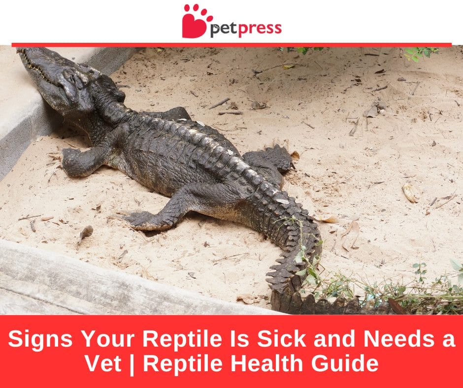 Signs Your Reptile Is Sick and Needs a Vet | Reptile Health Guide ...