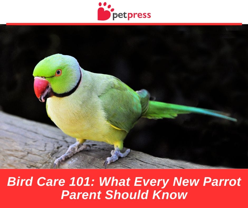 Bird Care 101: What Every New Parrot Parent Should Know - PetPress
