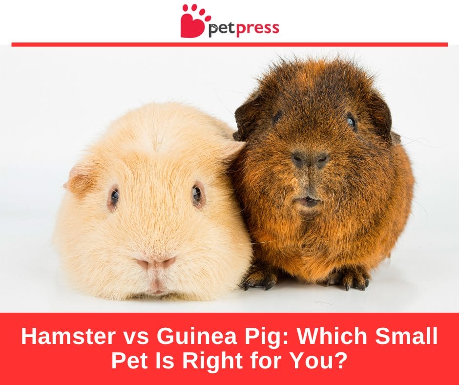 Hamster vs Guinea Pig: Which Small Pet Is Right for You? - PetPress
