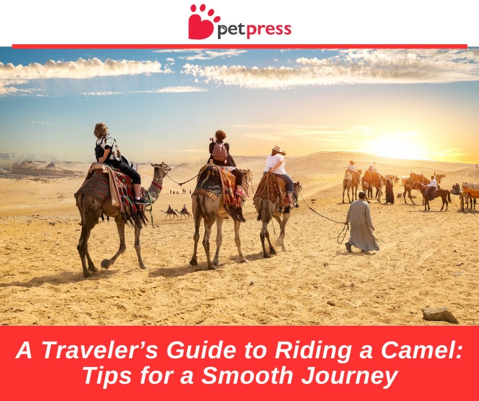 A Traveler’s Guide to Riding a Camel: Tips for a Smooth Journey - PetPress