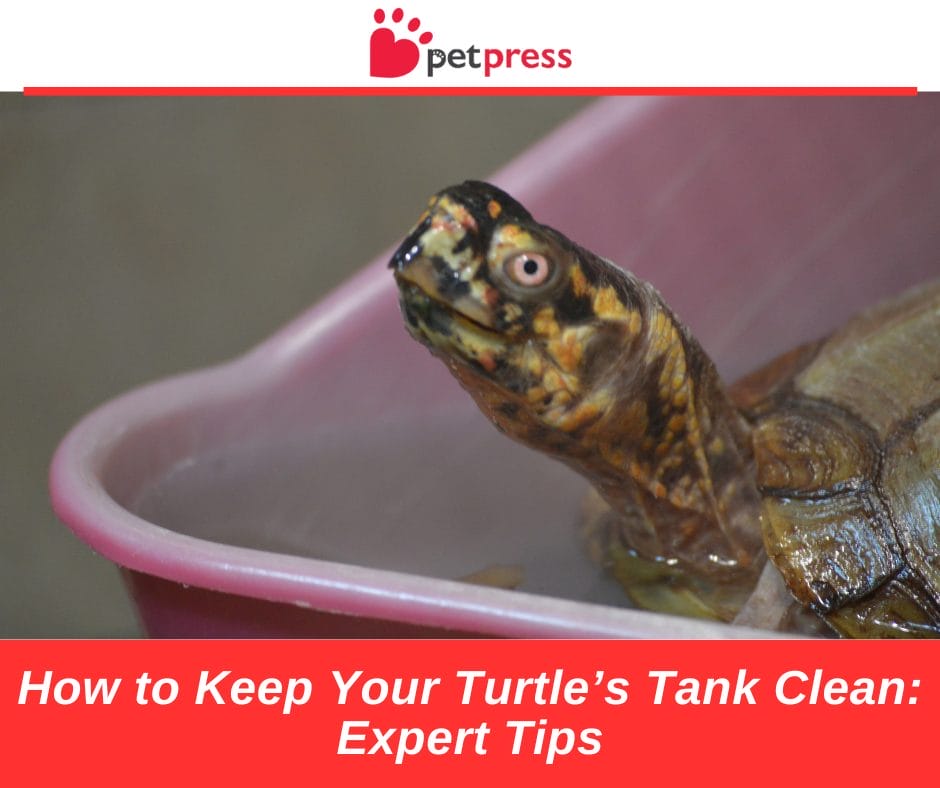 How to Keep Your Turtle’s Tank Clean: Expert Tips - PetPress