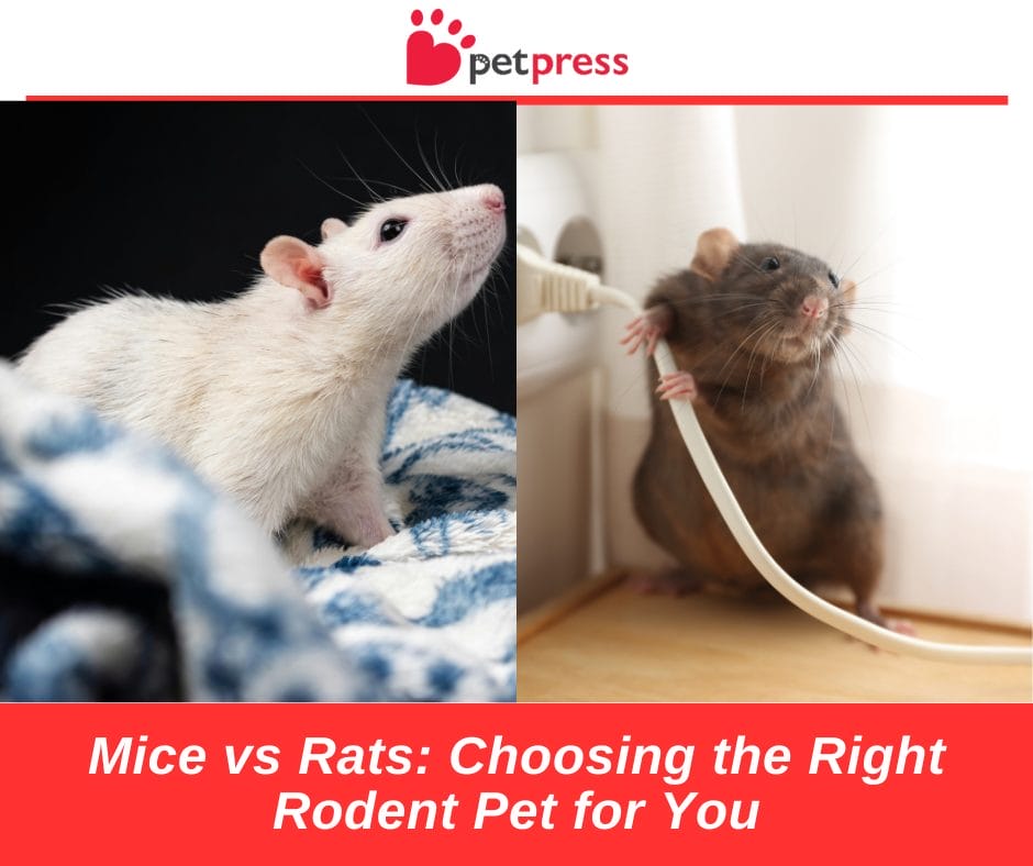 Mice vs Rats: Choosing the Right Rodent Pet for You - PetPress