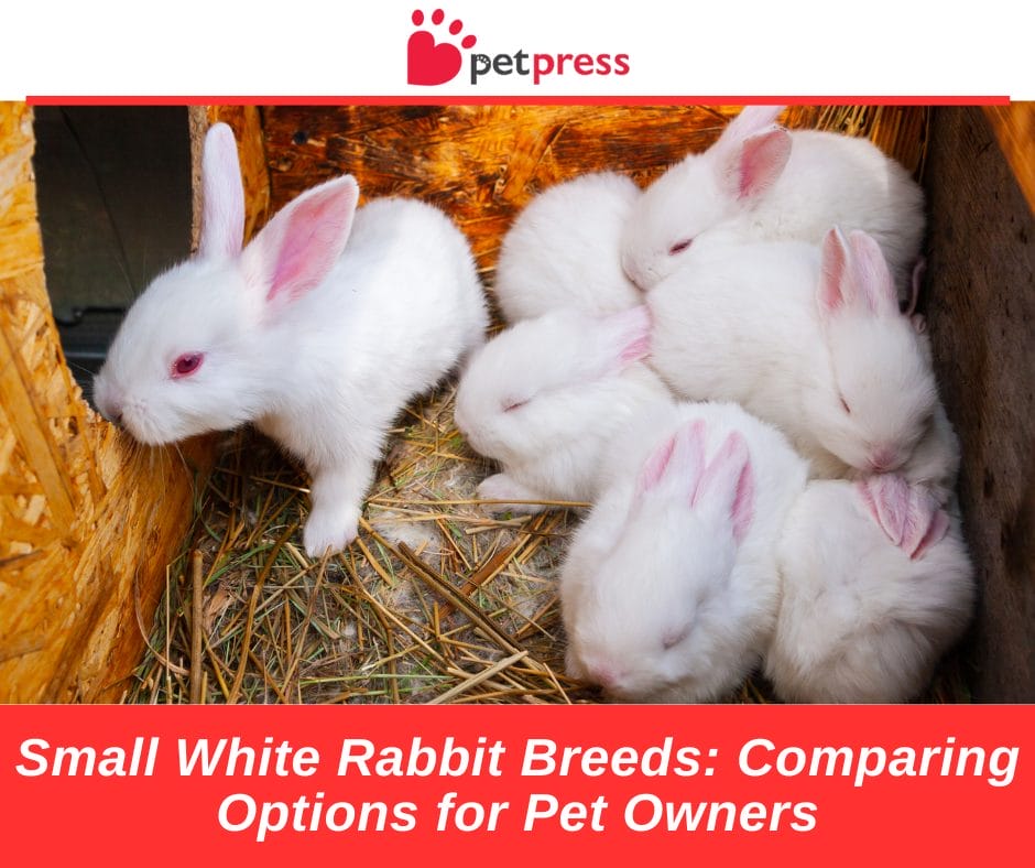 Small White Rabbit Breeds: Comparing Options for Pet Owners - PetPress