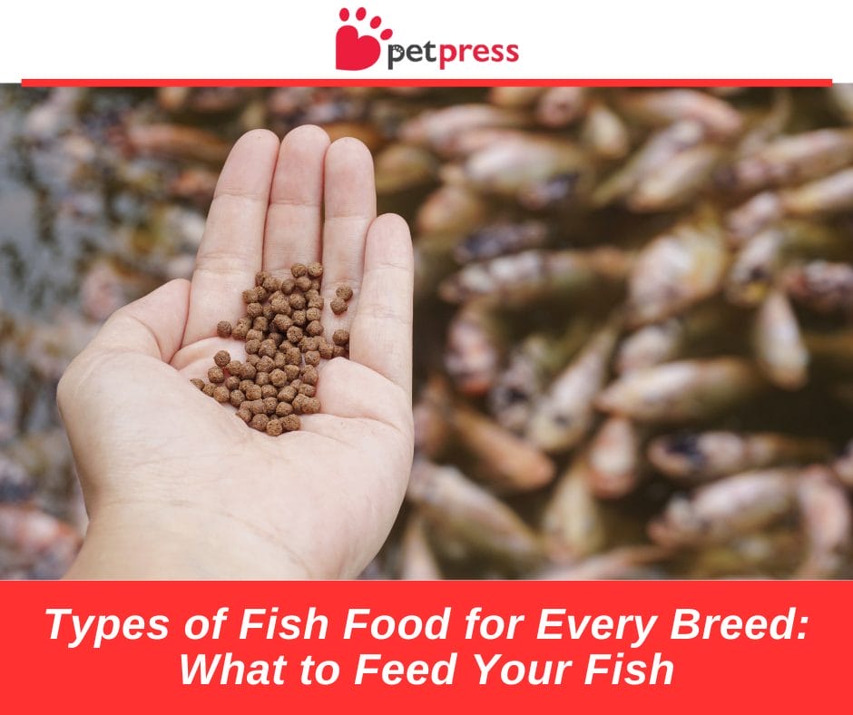 Types of Fish Food for Every Breed: What to Feed Your Fish - PetPress