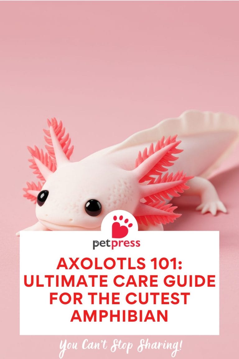 Axolotls 101: Ultimate Care Guide for the Cutest Amphibian - PetPress