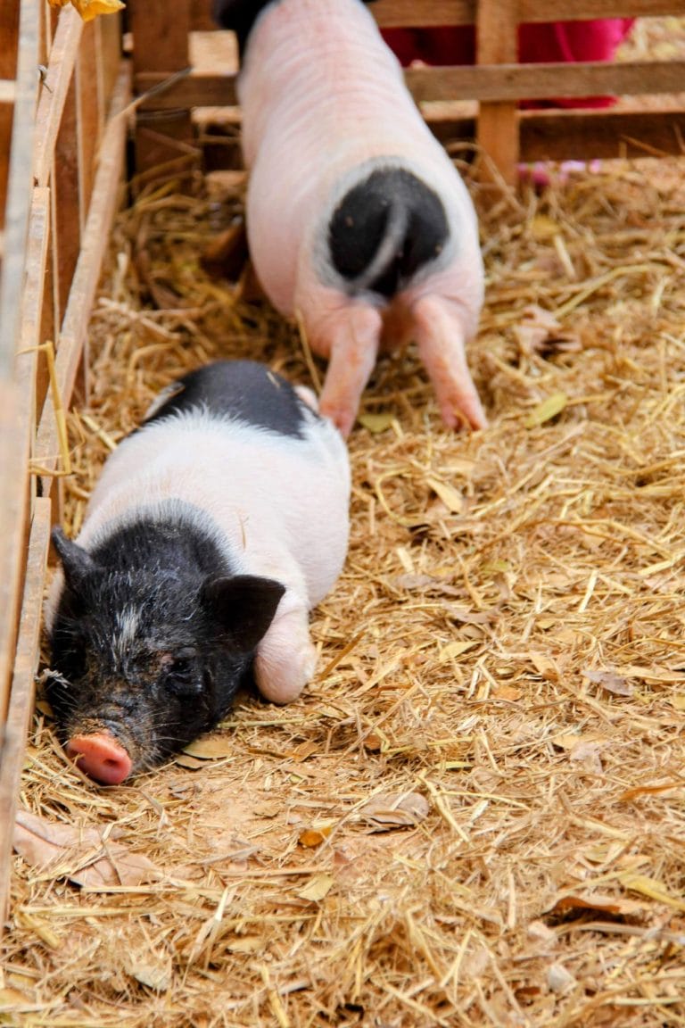Mini Pigs as Pets: Are They Cute or High-Maintenance? | Full Guide ...