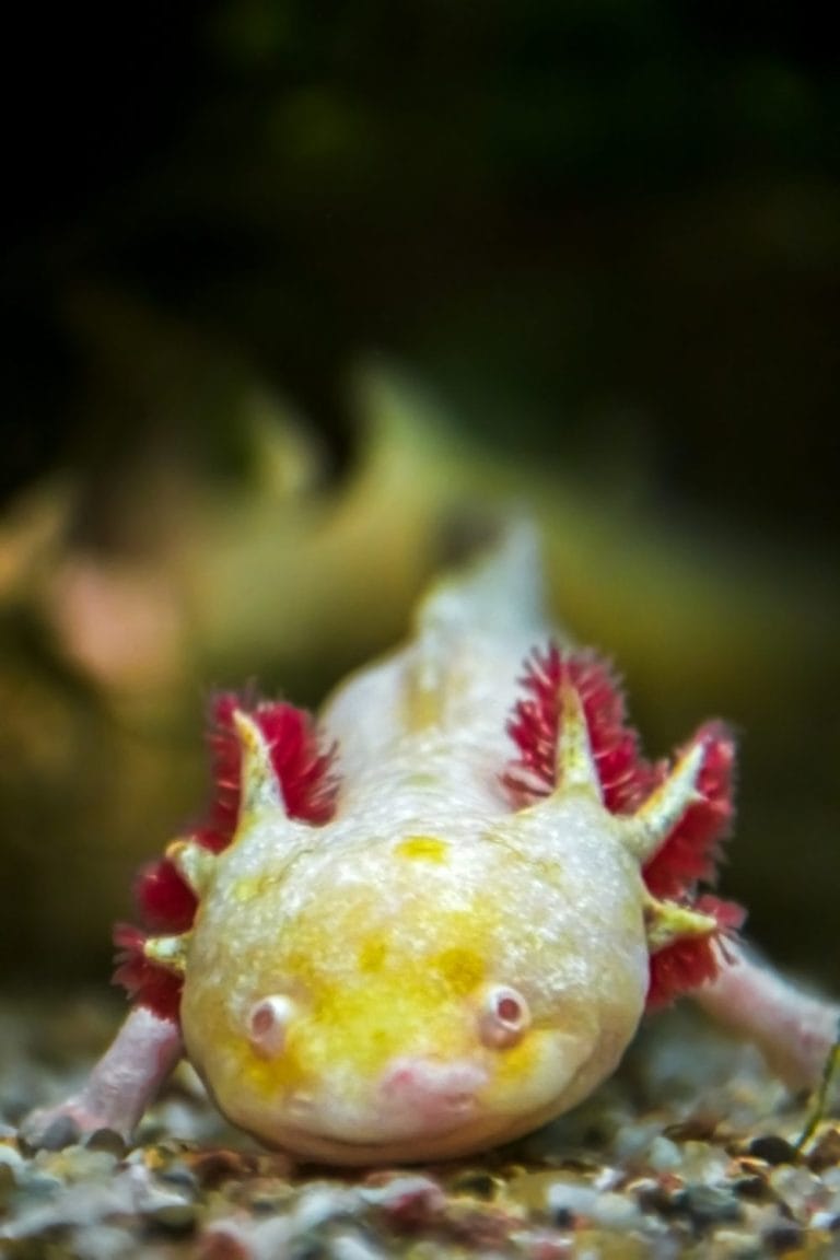 Axolotls 101: Ultimate Care Guide for the Cutest Amphibian - PetPress