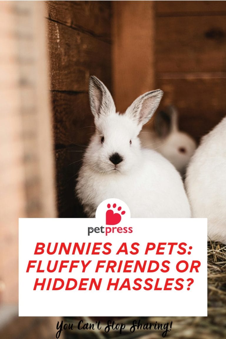 Bunnies As Pets Fluffy Friends Or Hidden Hassles Petpress
