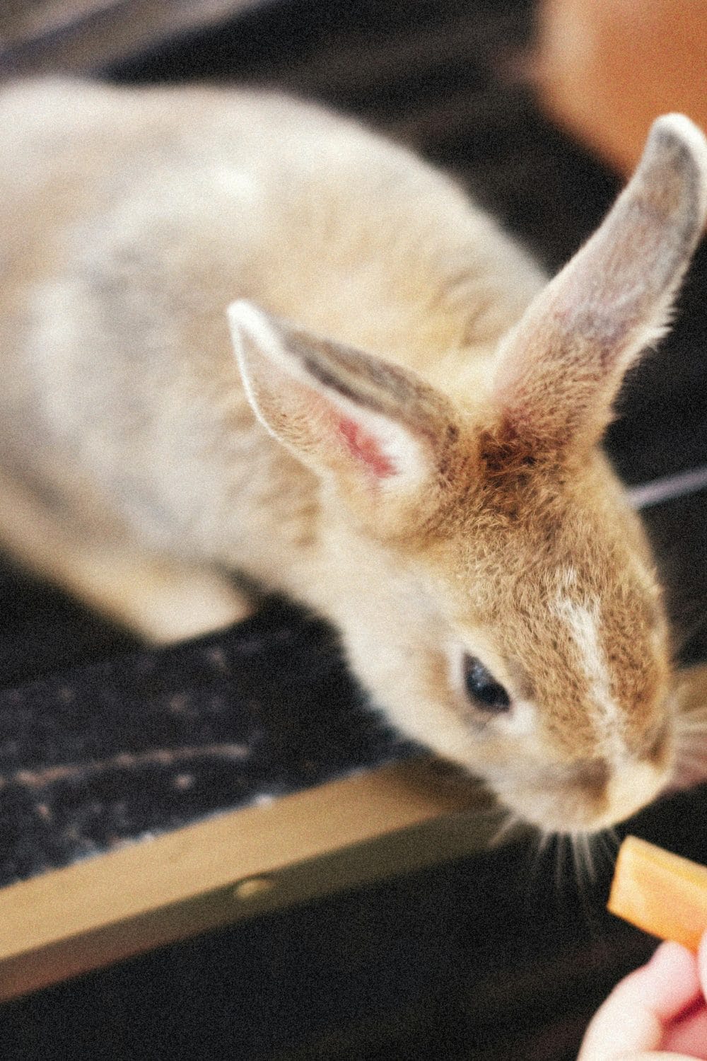 Bunnies As Pets Fluffy Friends Or Hidden Hassles Petpress
