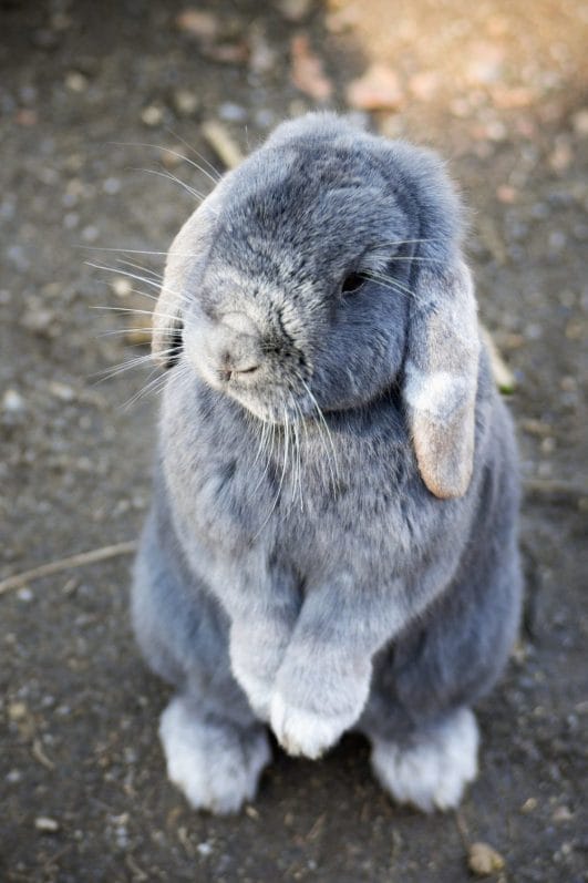 Bunnies as Pets: Fluffy Friends or Hidden Hassles? - PetPress