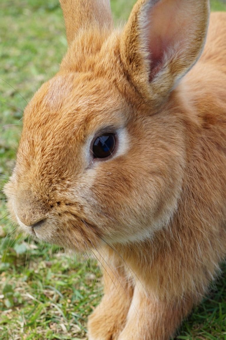 Bunnies as Pets: Fluffy Friends or Hidden Hassles? - PetPress