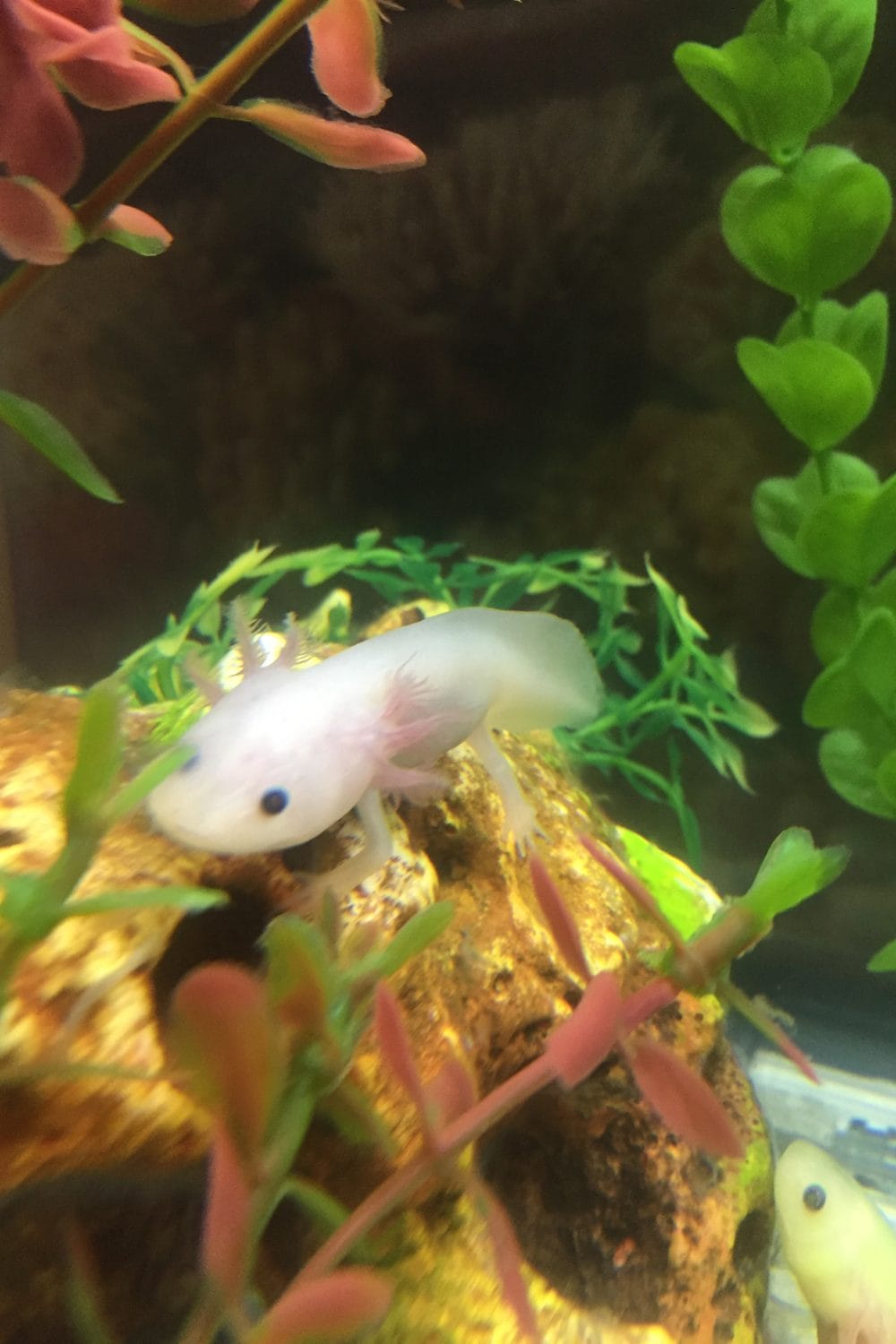 Axolotls 101: Ultimate Care Guide for the Cutest Amphibian - PetPress