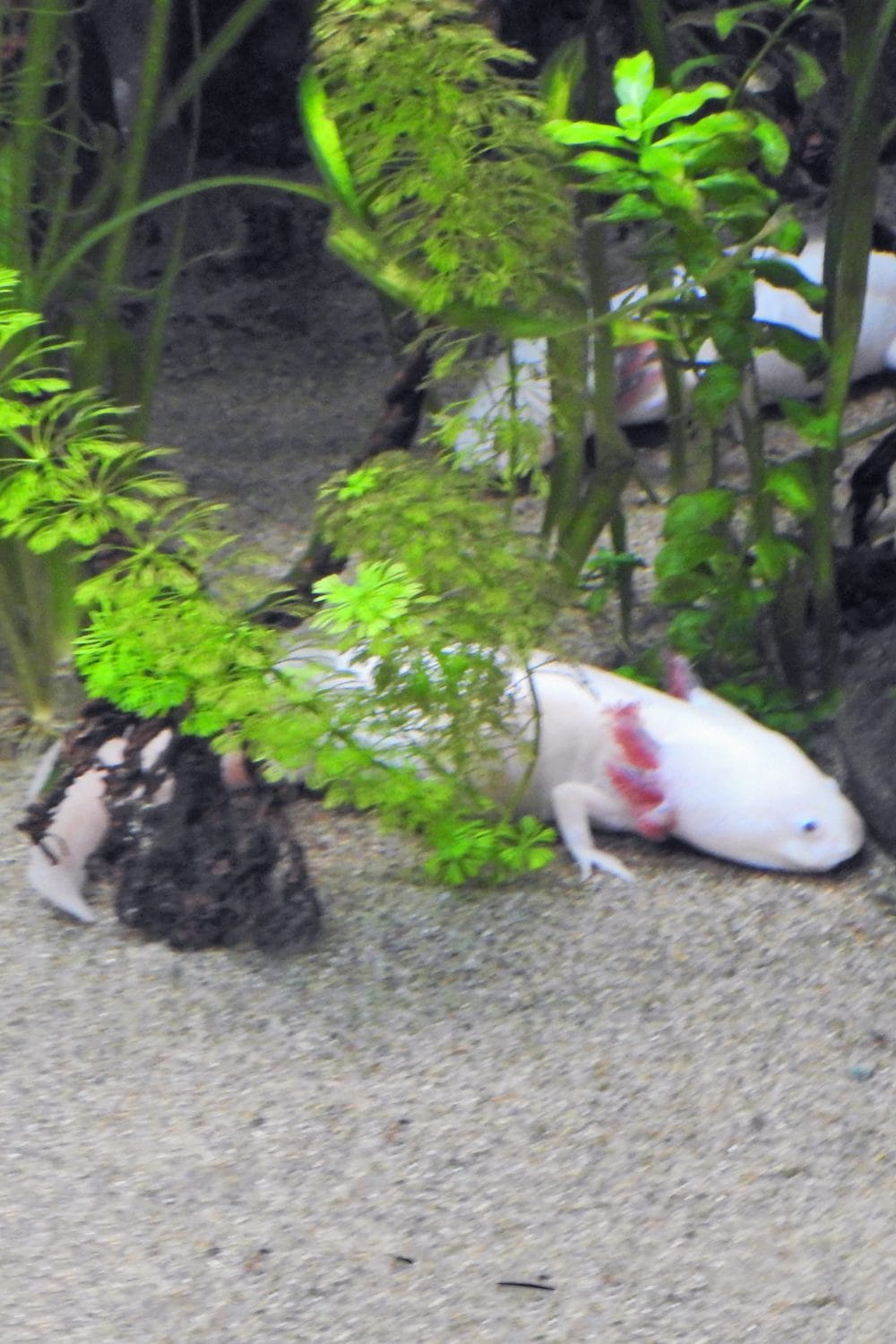 Axolotls 101: Ultimate Care Guide for the Cutest Amphibian - PetPress