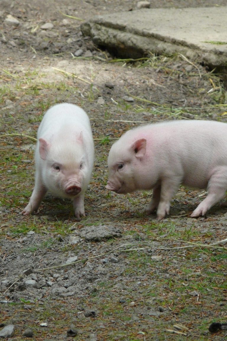Mini Pigs as Pets: Are They Cute or High-Maintenance? | Full Guide ...
