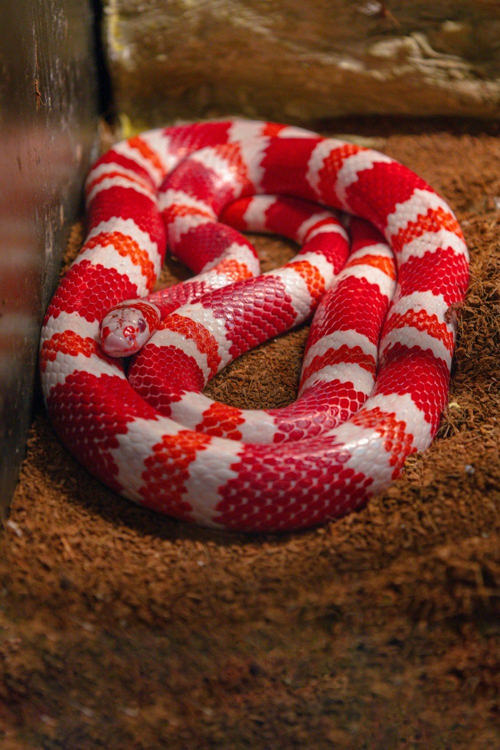 Snakes as Pets: Fascinating Facts & Expert Care Tips - PetPress
