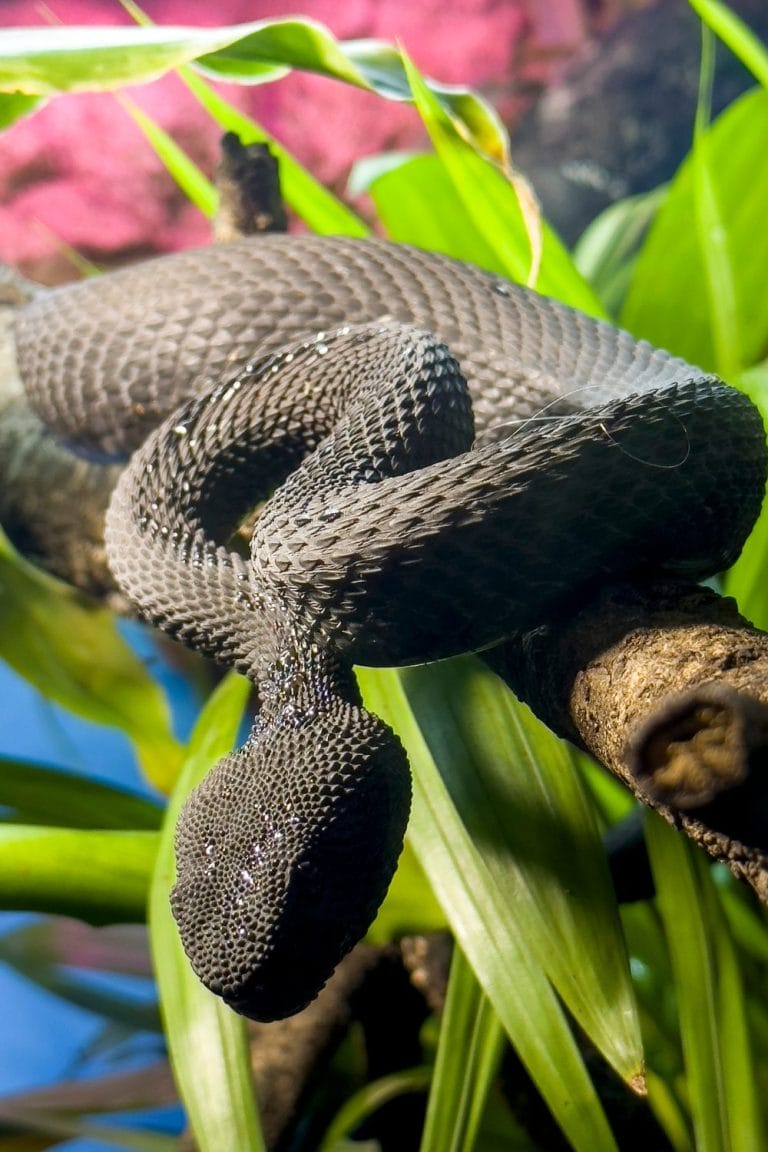 Snakes as Pets: Fascinating Facts & Expert Care Tips - PetPress