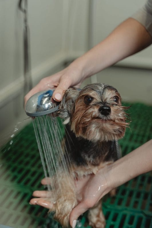 Should You Bathe Your Dog? Expert Guide for Pet Parents - PetPress