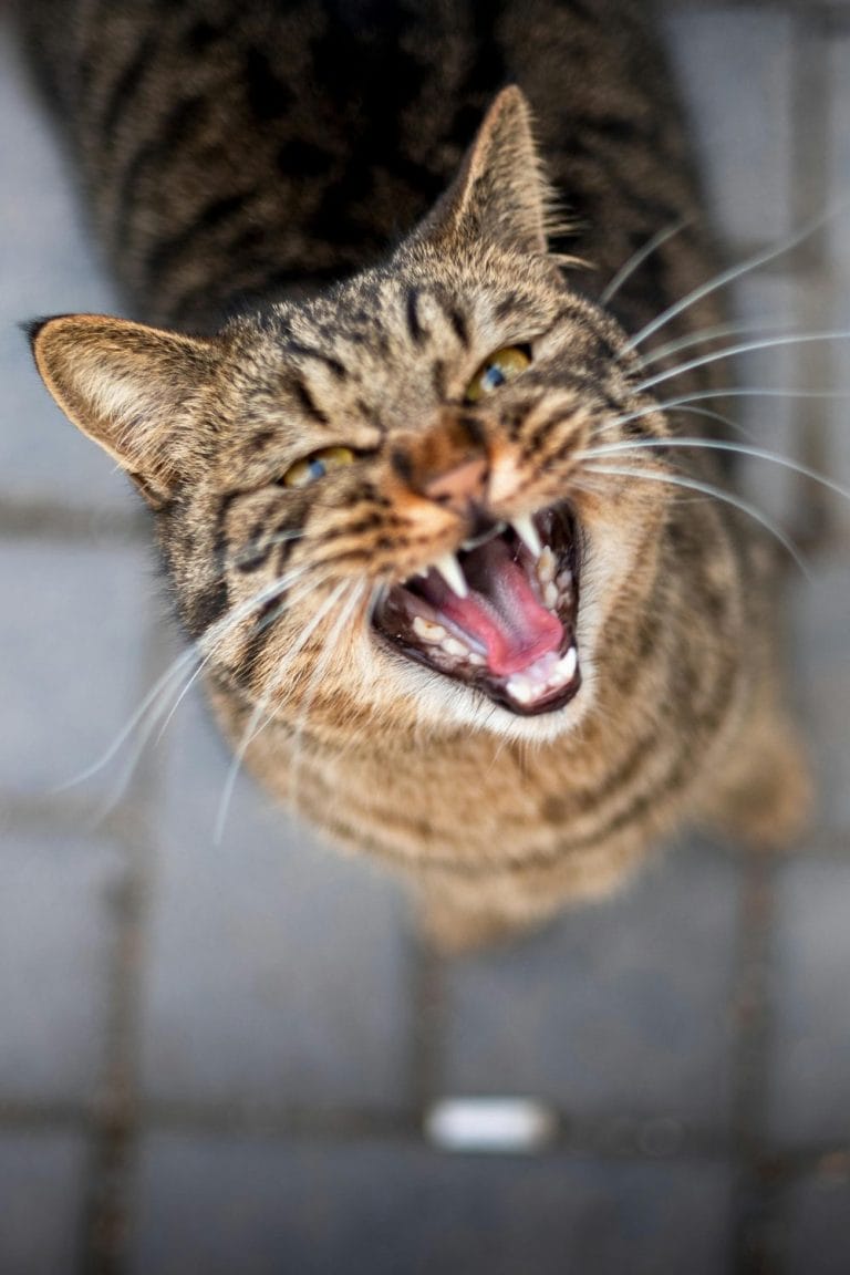 Why Is My Cat Meowing So Much? 7 Possible Reasons - PetPress