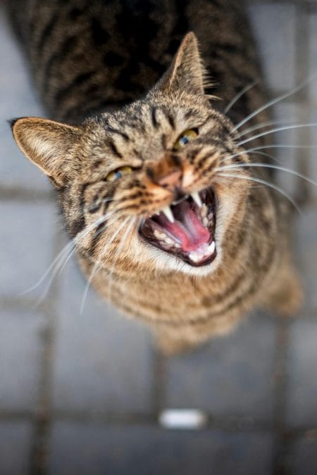 Why Is My Cat Meowing So Much? 7 Possible Reasons - PetPress